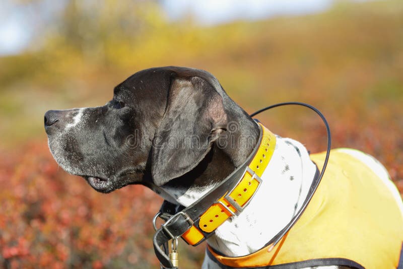 Dog english pointer stock image. Image of autumn, bird - 160521661