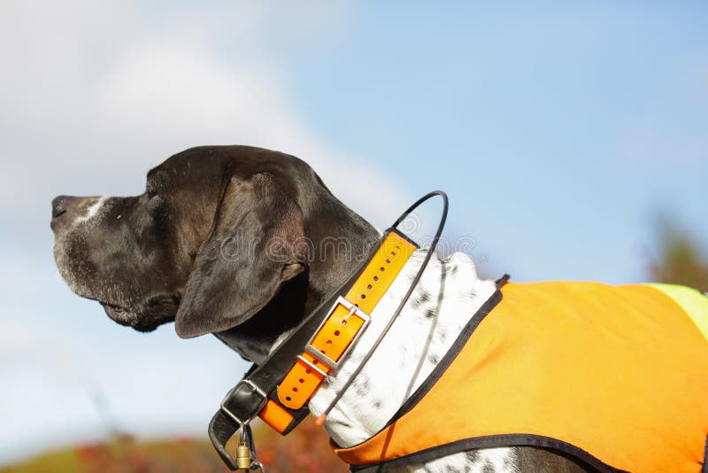 Dog english pointer stock image. Image of pointer, bird - 160521669