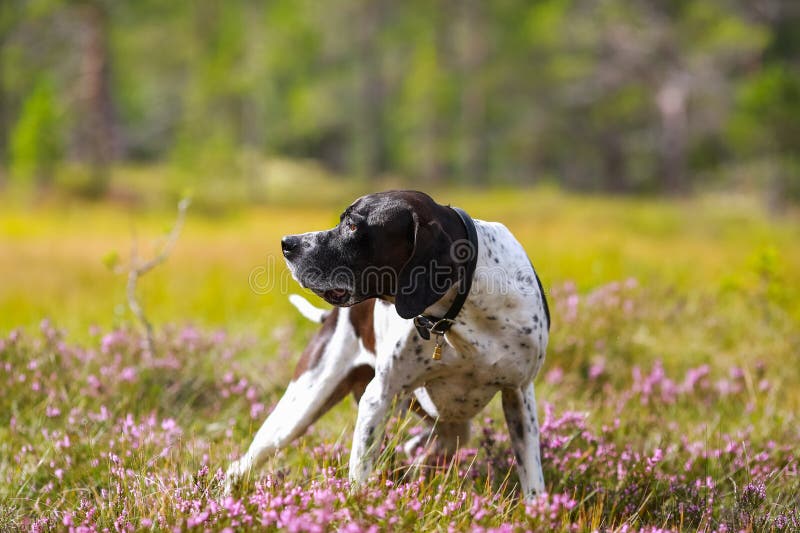 Dog english pointer stock photo. Image of water, white - 316437316