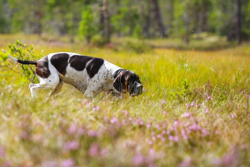 Dog english pointer stock image. Image of pointer, hunting - 316437327