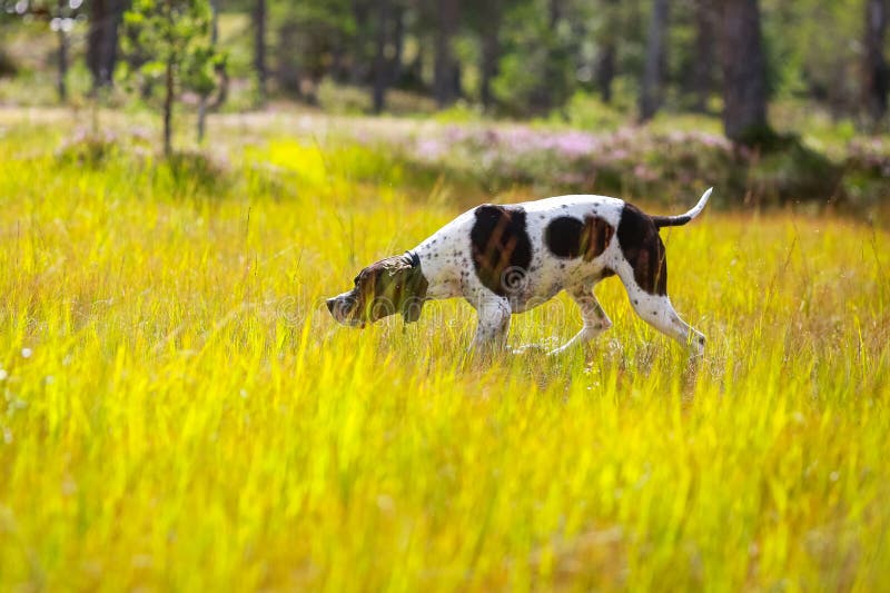 Dog english pointer stock photo. Image of season, water - 316437352