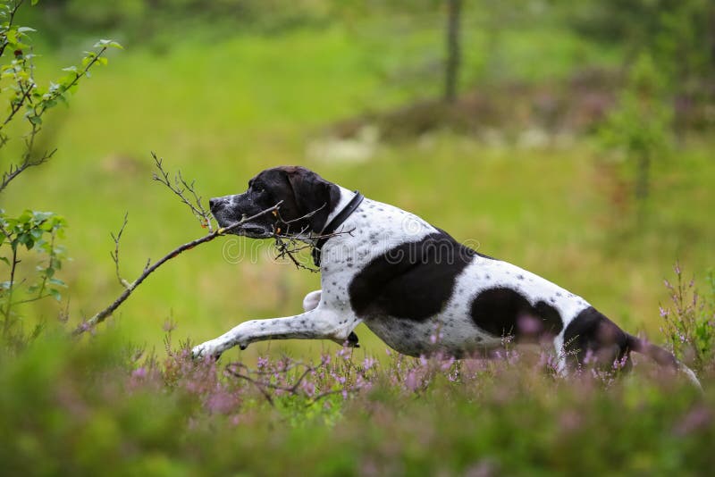 Dog english pointer stock image. Image of forest, park - 330260257
