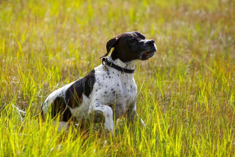 Dog english pointer stock image. Image of black, hunting - 215440029