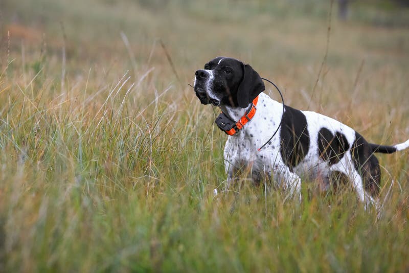 Dog english pointer stock photo. Image of park, outdoors - 255277926