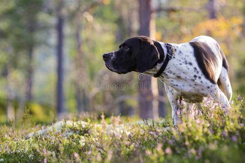 Dog english pointer stock image. Image of wild, white - 215440043