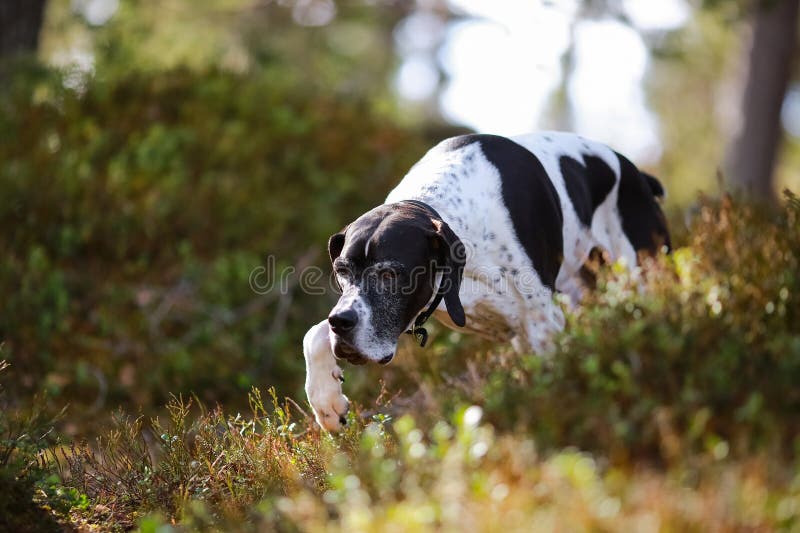 Dog english pointer stock image. Image of wild, environment - 215440095