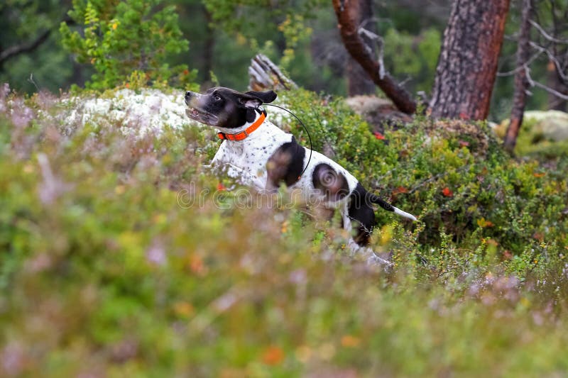Dog english pointer stock image. Image of collar, spring - 343058541