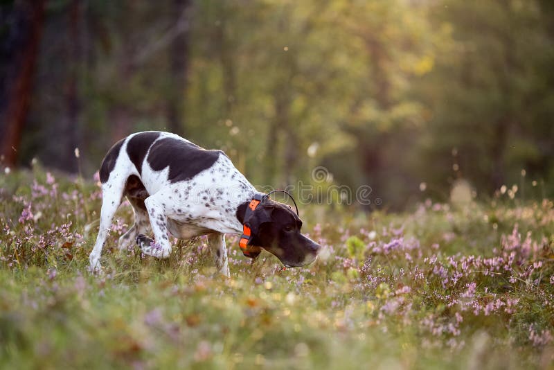 Dog english pointer stock image. Image of wood, tracker - 193840317