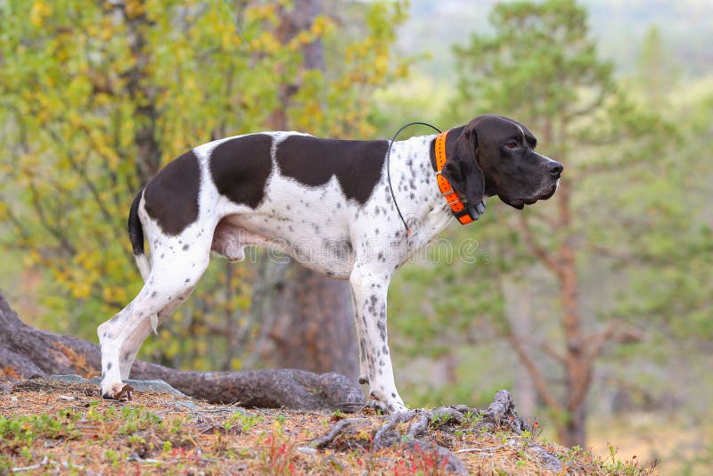 Dog english pointer stock photo. Image of hunting, summer - 152559818