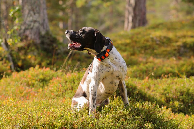 Dog english pointer stock image. Image of hunting, tracker - 152559843