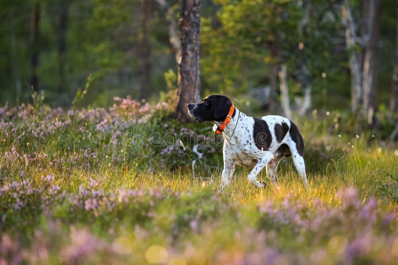 Dog english pointer stock image. Image of sunny, animal - 357729373