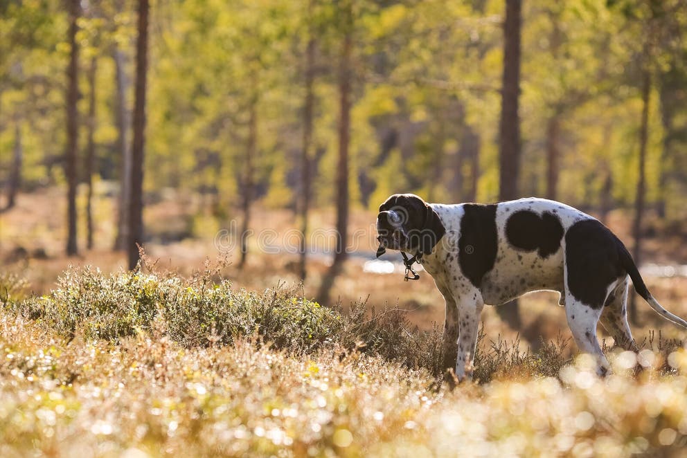 Dog english pointer stock photo. Image of season, norway - 288654056