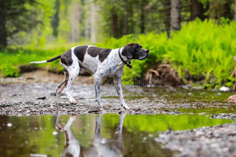 Dog english pointer stock image. Image of forest, environment - 347536461