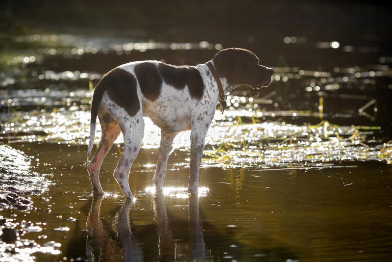 Dog english pointer stock image. Image of hunting, fall - 163809599