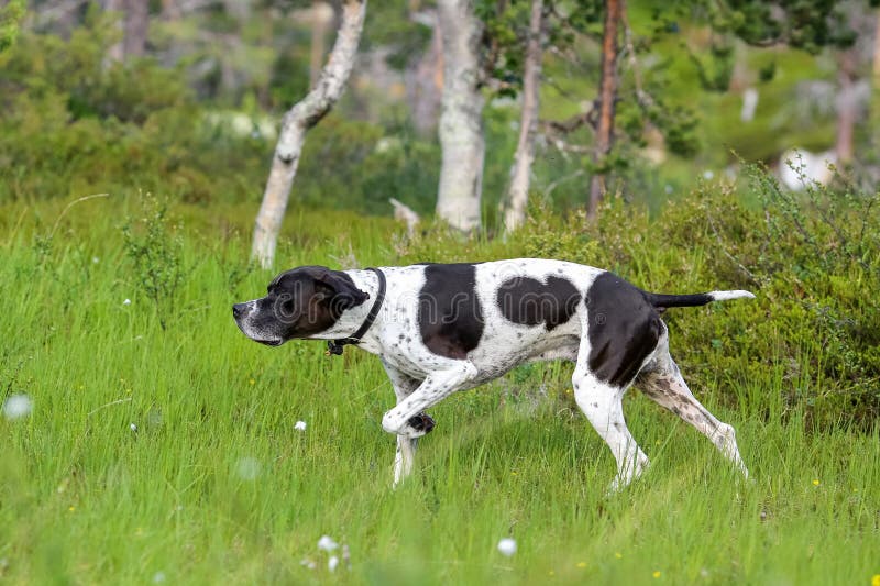 Dog english pointer stock image. Image of spring, pets - 347536521