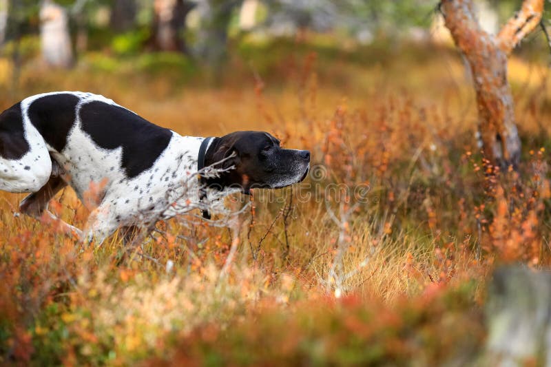 Dog english pointer stock photo. Image of hunt, white - 272463910