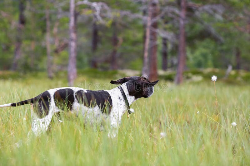 Dog english pointer stock image. Image of mire, outdoors - 277523559