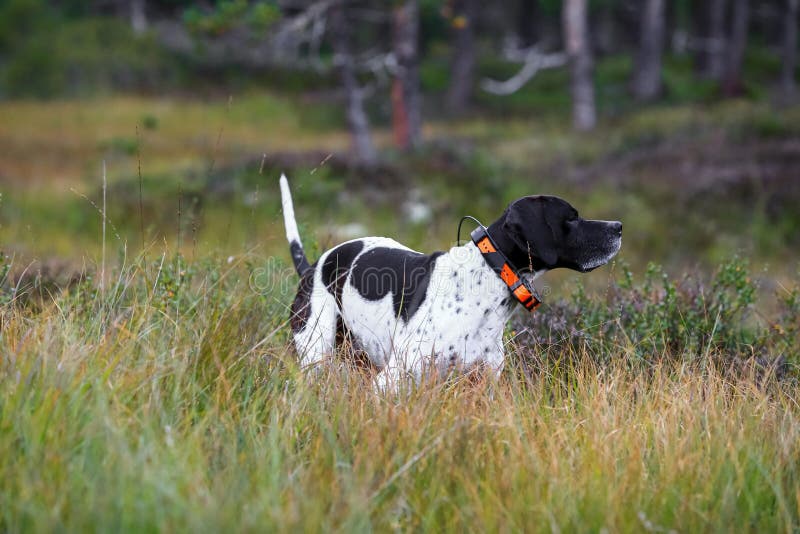 Dog english pointer stock image. Image of pointer, trekker - 262947521