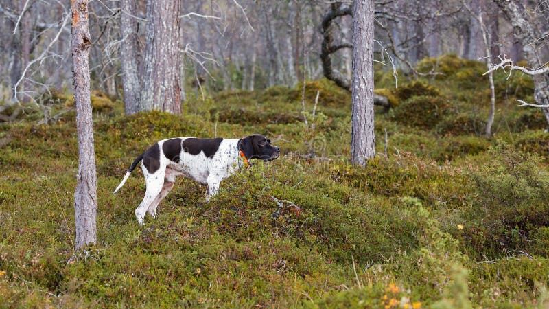 Dog english pointer stock image. Image of pointer, wild - 131518247