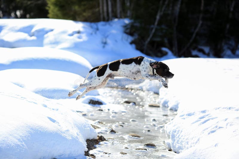 Dog english pointer stock image. Image of jumping, pointer - 296654325