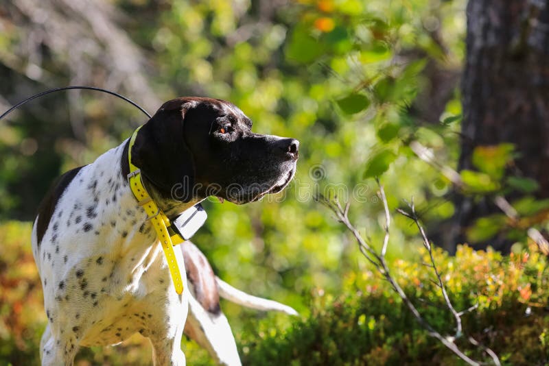 Dog english pointer stock image. Image of environment - 255278161