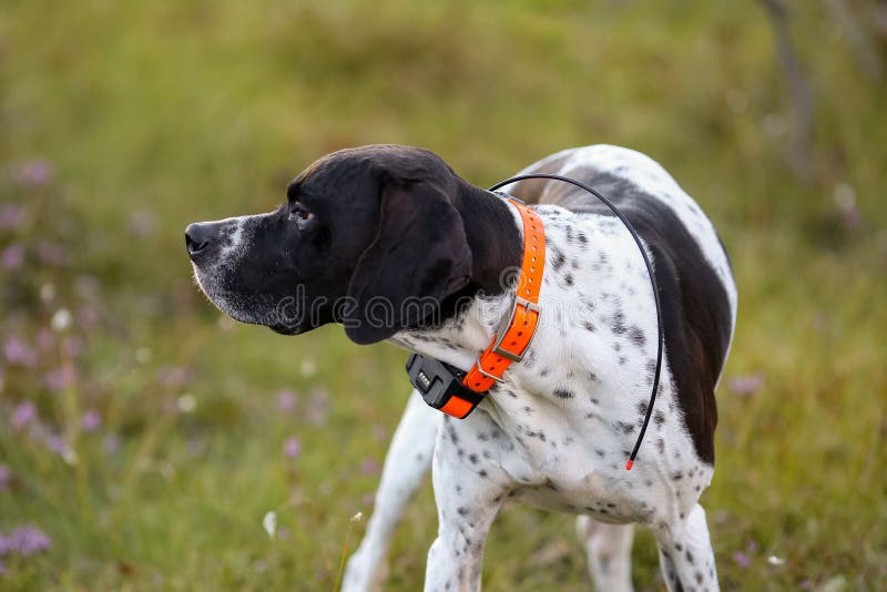 English pointer dog stock photo. Image of hunt, mountains - 93530876