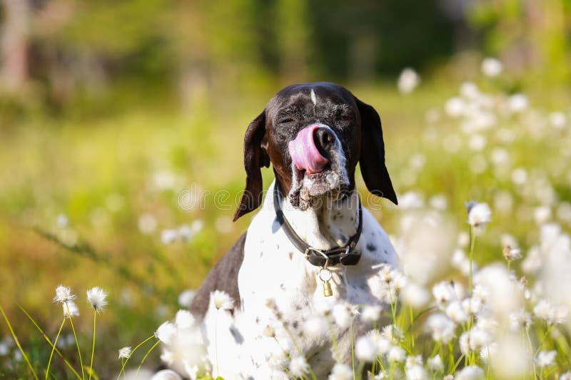 Dog English Pointer Portrait Stock Photo - Image of swamp, spring ...