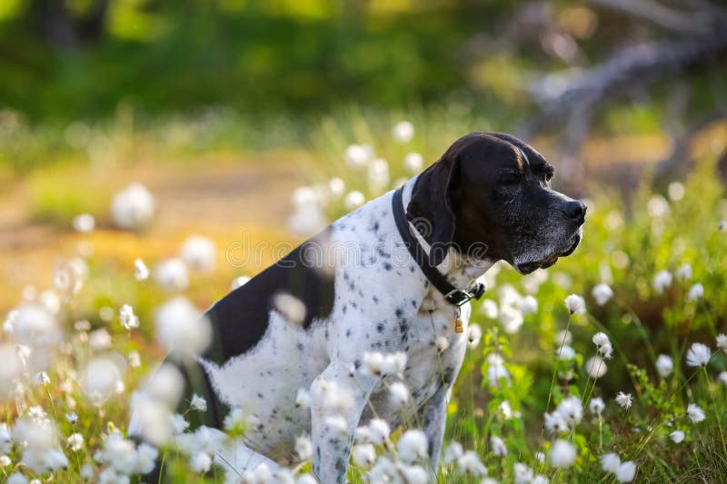 English pointer dog stock photo. Image of hunt, mountains - 93530876