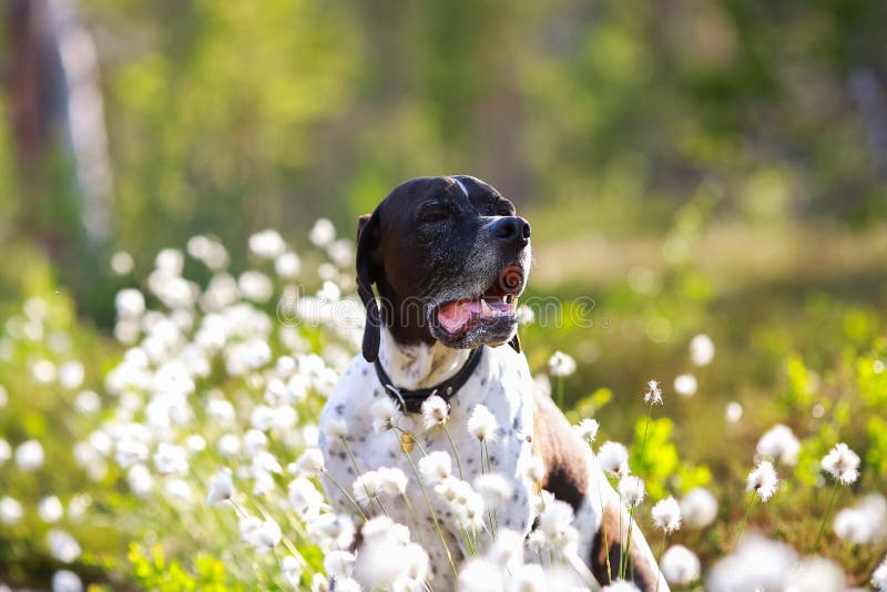 English pointer dog stock photo. Image of hunt, mountains - 93530876