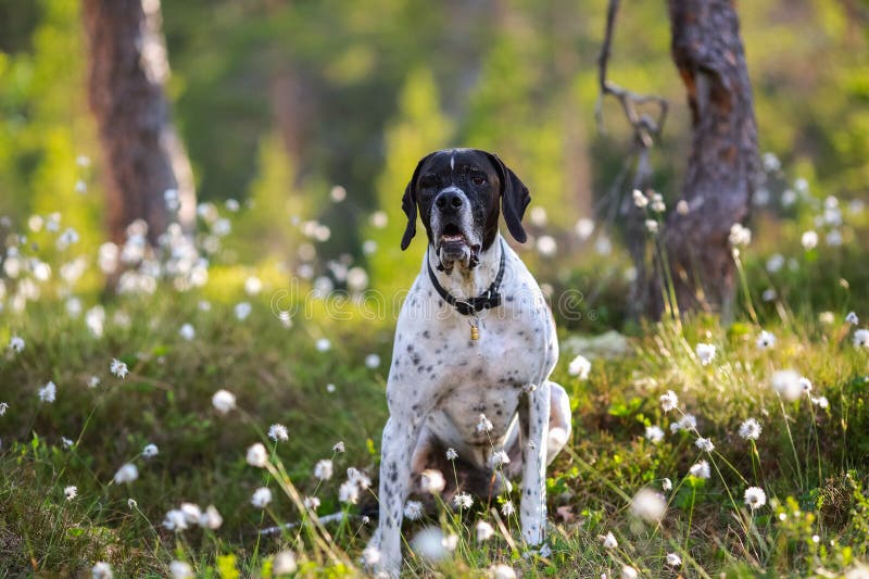 English pointer dog stock photo. Image of hunt, mountains - 93530876