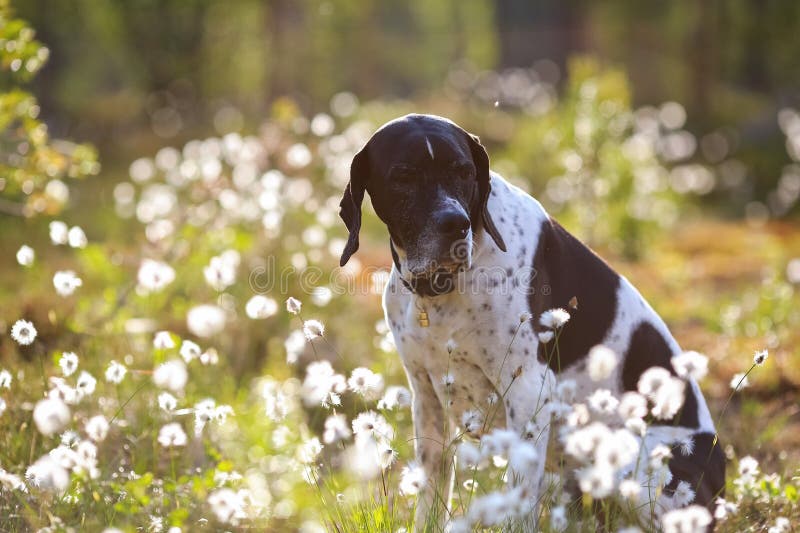 English pointer dog stock photo. Image of hunt, mountains - 93530876