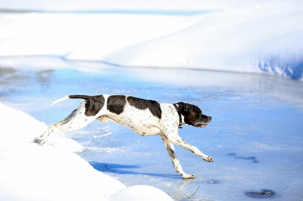 Dog english pointer stock photo. Image of nature, spring - 366846352