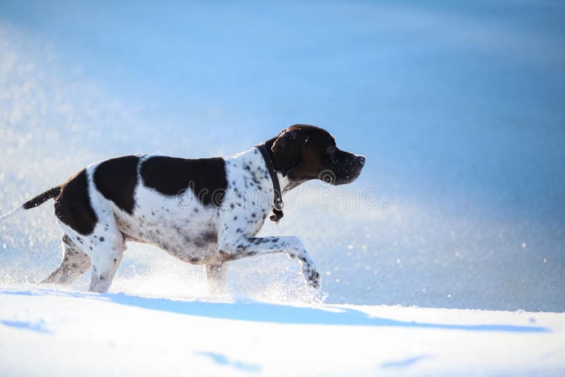 Dog english pointer stock image. Image of spring, animals - 244984737