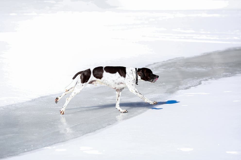 Dog english pointer stock photo. Image of season, norway - 306258502