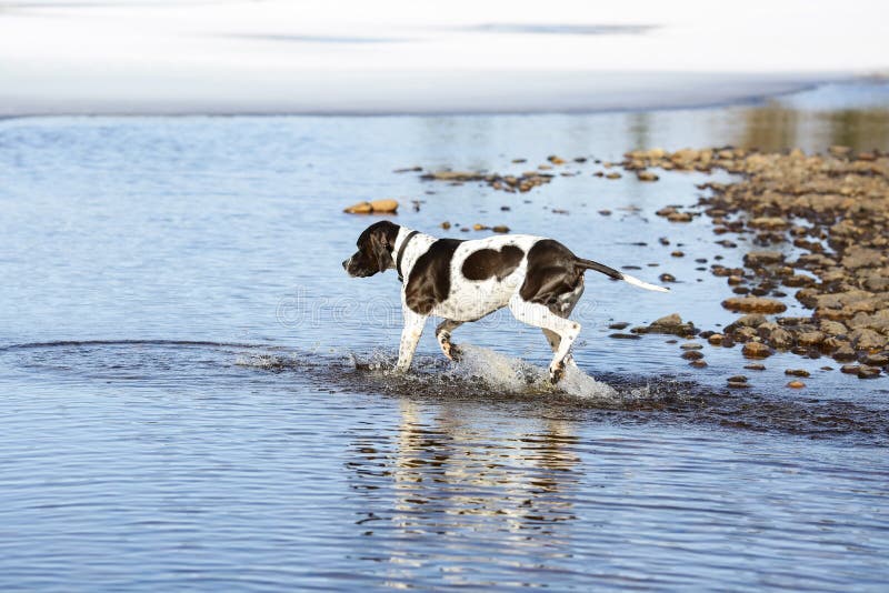 Dog english pointer stock image. Image of animal, season - 178895069