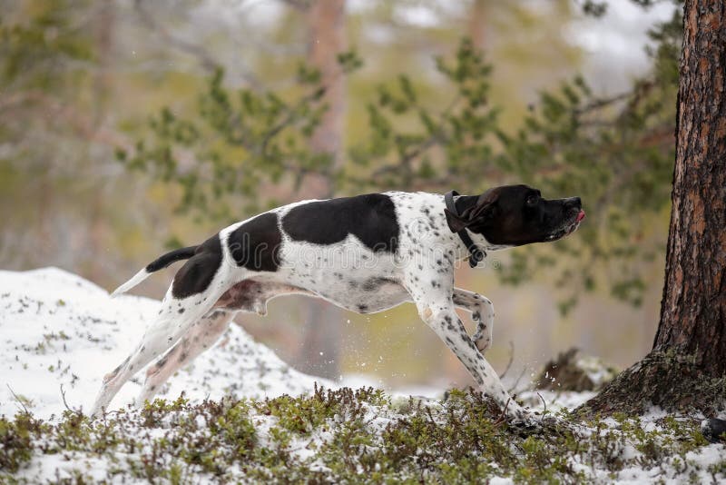 Dog english pointer stock image. Image of wild, environment - 215440095