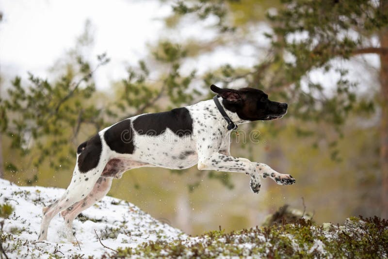 Dog english pointer stock image. Image of snow, mammals - 215440143
