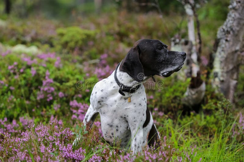Dog english pointer stock image. Image of black, hunting - 215440029