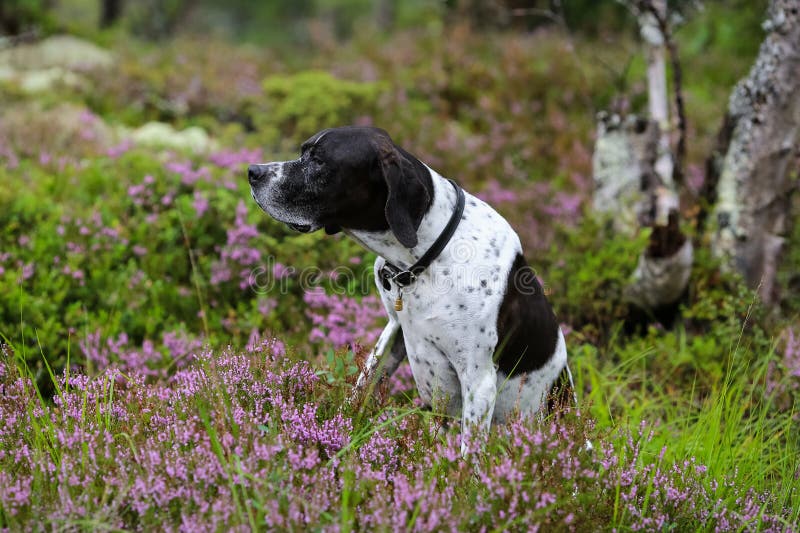 Dog english pointer stock image. Image of black, hunting - 215440029