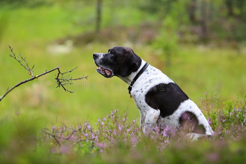 Dog english pointer stock image. Image of black, hunting - 215440029