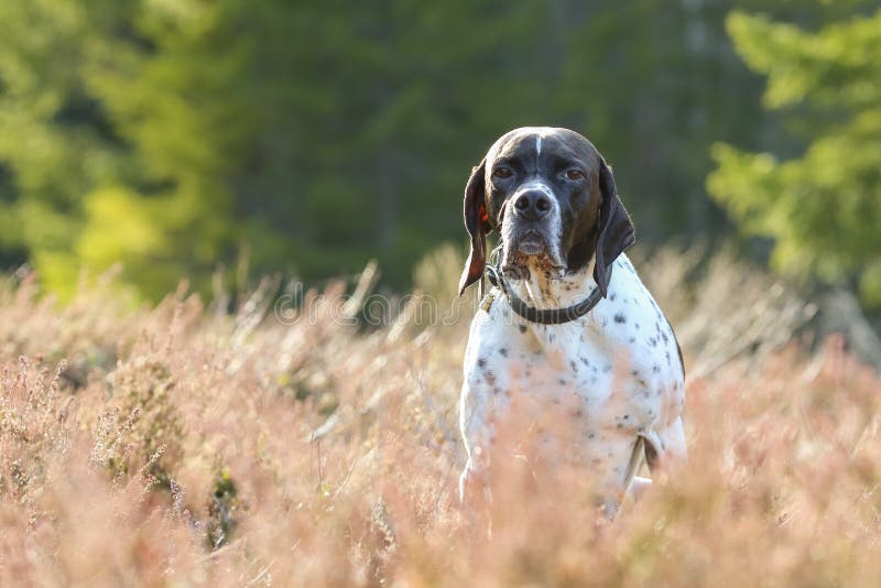 Dog english pointer stock image. Image of wild, white - 215440043