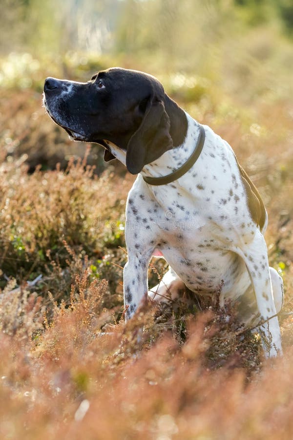 Dog english pointer stock photo. Image of black, english - 184323238