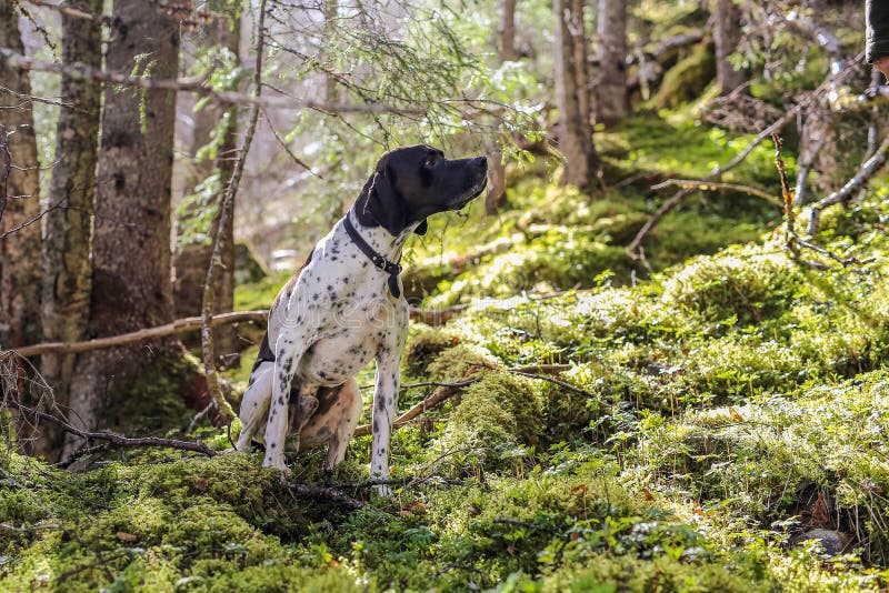Dog english pointer stock image. Image of spring, animal - 182450197