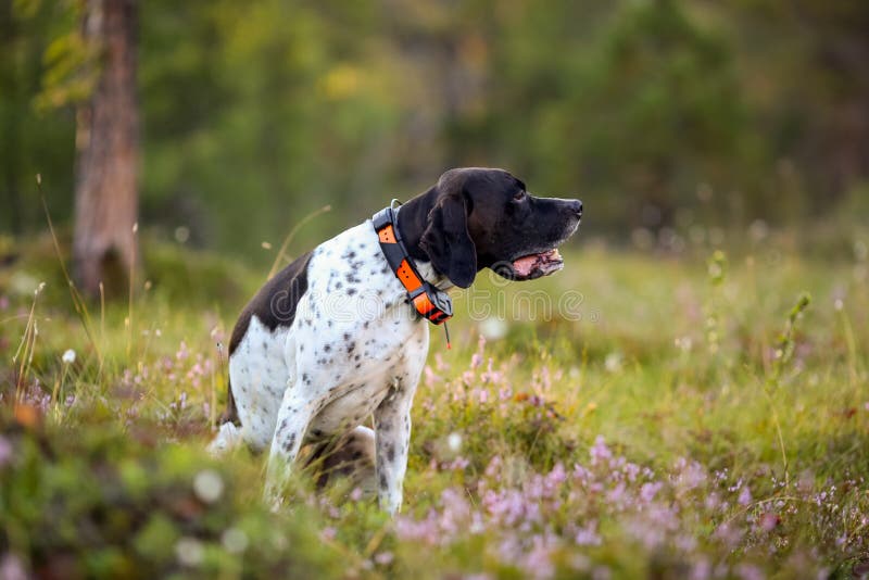 Dog english pointer stock image. Image of mammals, hunting - 193840079