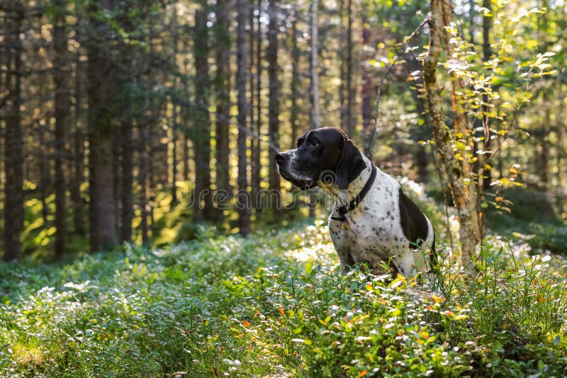 Dog english pointer stock image. Image of season, norway - 262947385