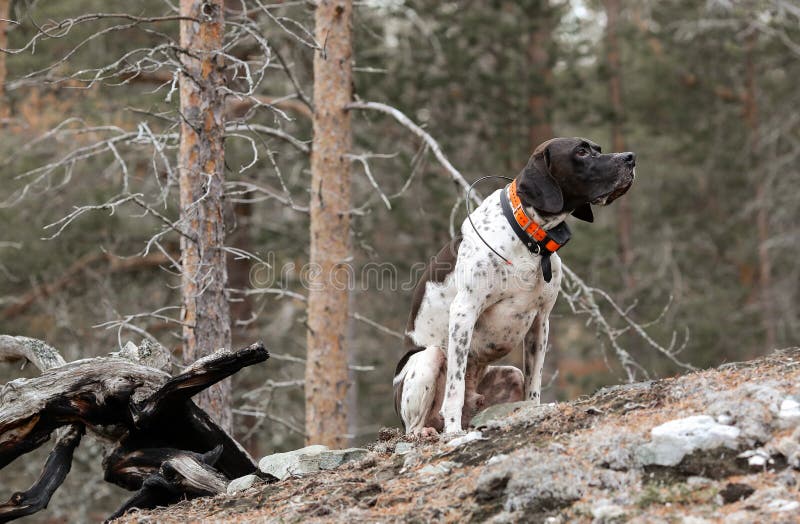 Dog english pointer stock photo. Image of mist, forest - 215440126