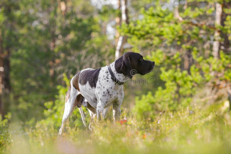 Dog english pointer stock image. Image of norway, norwegian - 209664047