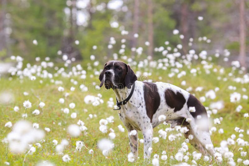 Dog english pointer stock image. Image of wild, environment - 215440095
