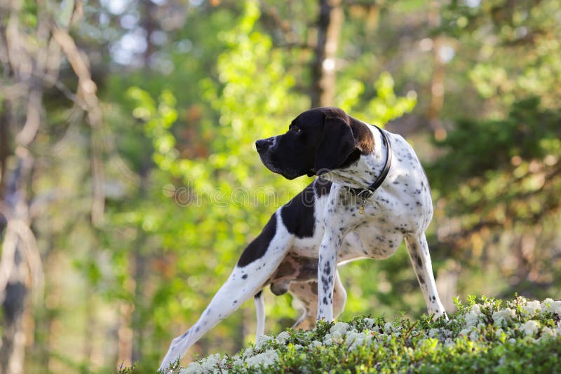Dog english pointer stock image. Image of english, wood - 156412759