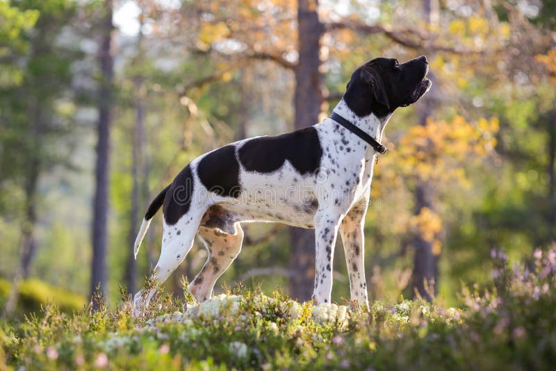 Dog english pointer stock image. Image of english, black - 156412821